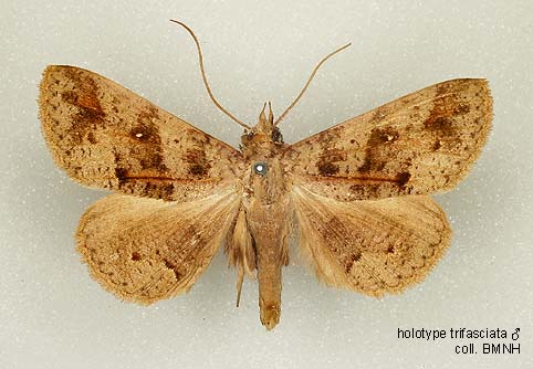 Papua Insects Foundation (Lepidoptera/Erebidae (Erebinae, Cocytiini ...